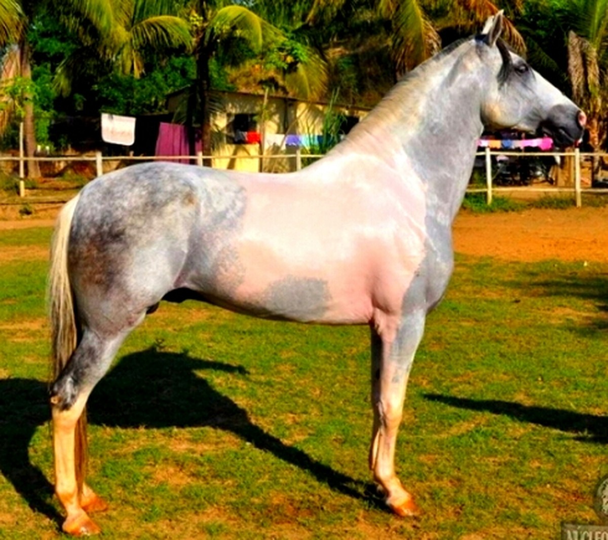 Equinos atletas: Os cuidados com a alimentação e saúde dos campeões | É ...