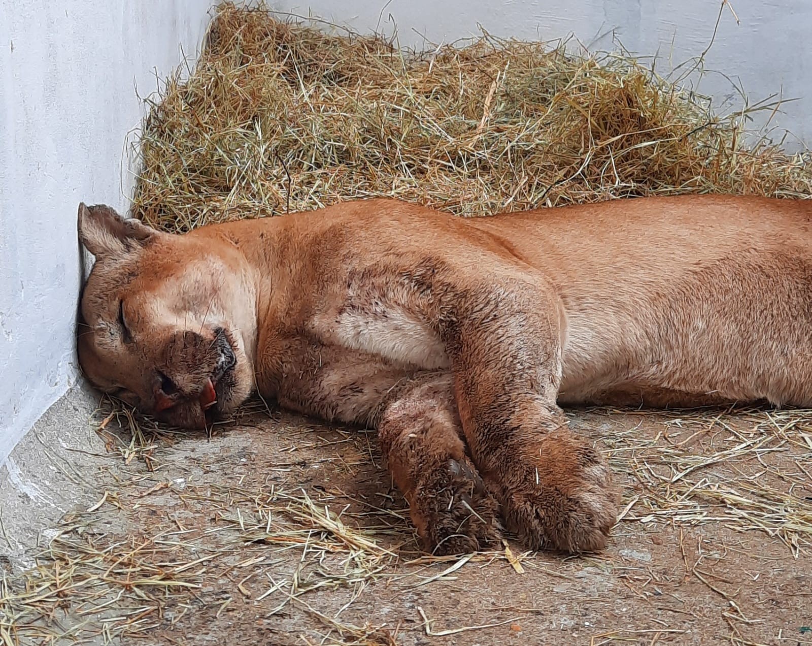 FOTOS: onça-parda é resgatada depois de ser atropelada na SP-310 em ...