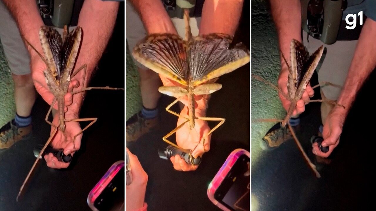 Austrália descobre inseto inusitado que entra para a lista do maior do ...