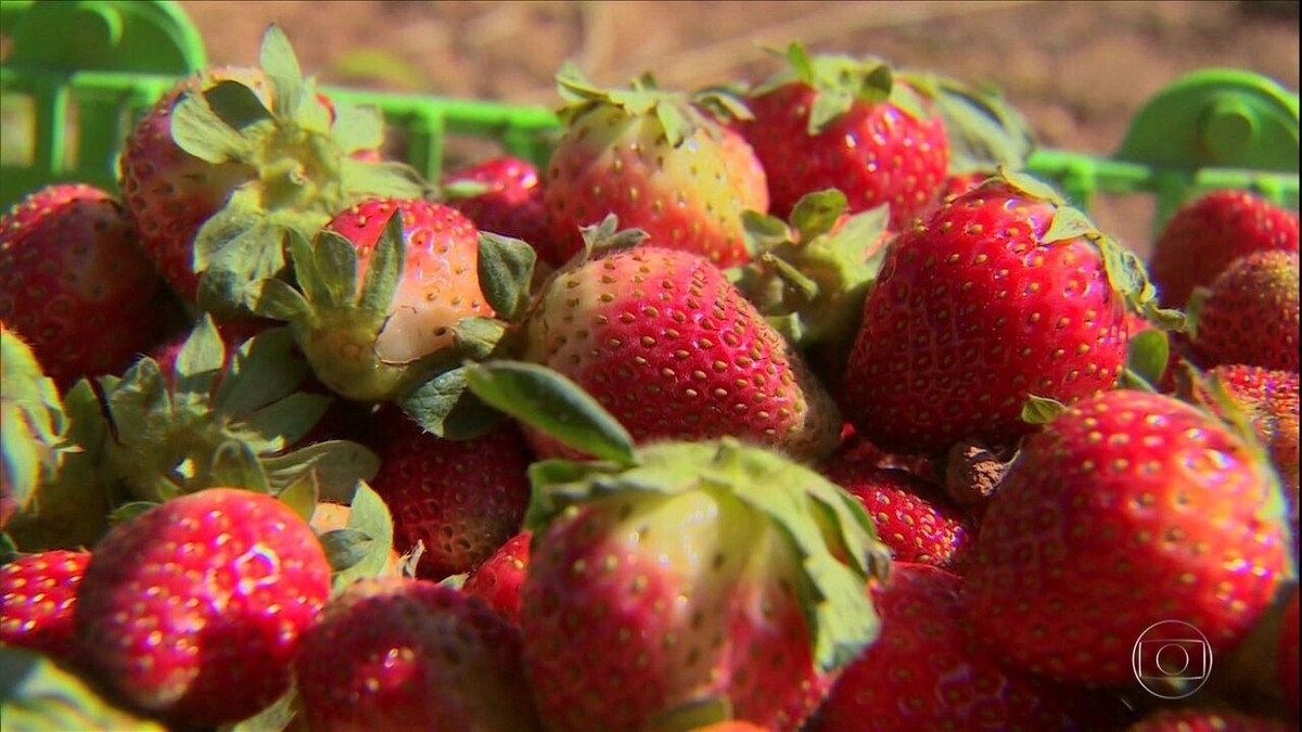 Produção de morango em Atibaia é prejudicada pelo clima | Globo Rural | G1