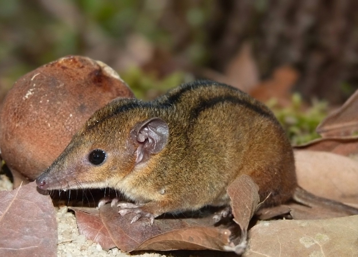 Marsupial escondido há milhões de anos é descoberto no RJ | G1