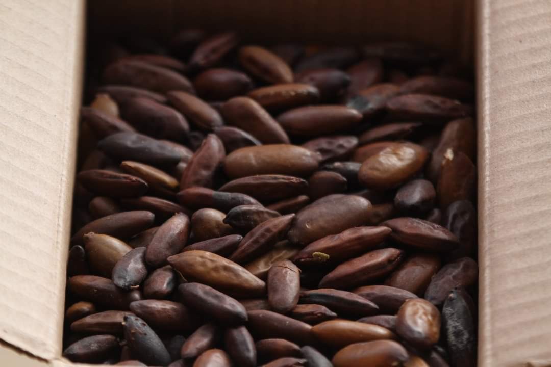 Coleta de sementes por comunidades tradicionais traz esperança para ...