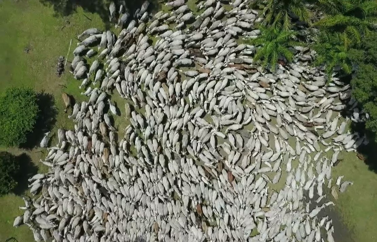 Pecuarista Pantaneiro Ganha Guia De Melhores Práticas De