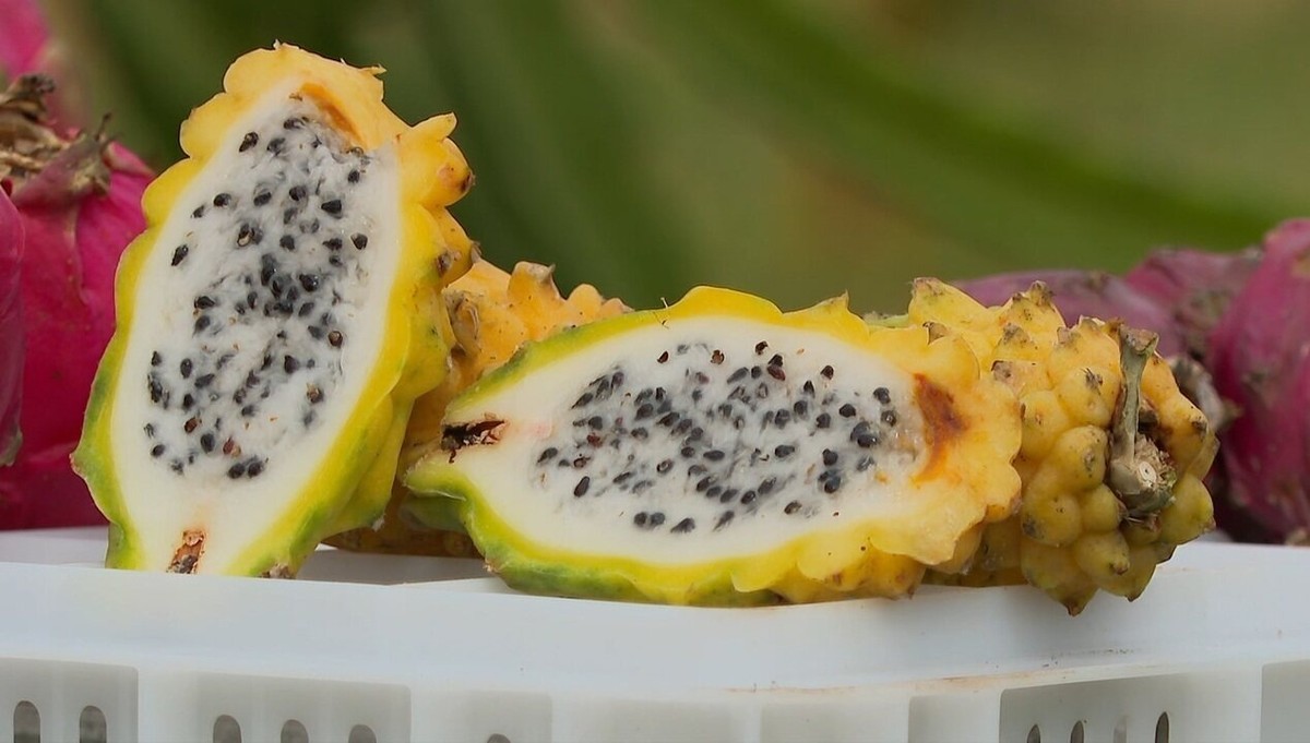 Pesquisadores desenvolvem pitaia que se 'autopoliniza'; veja como ...