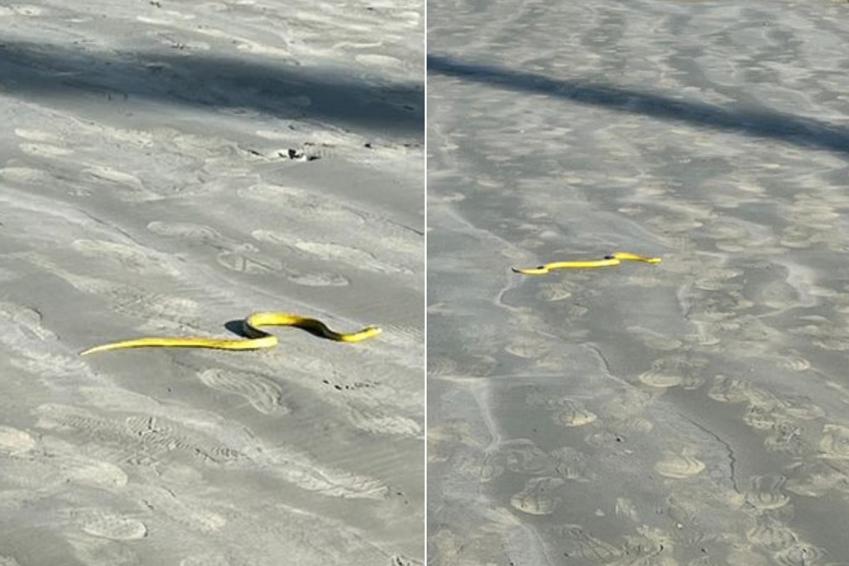 Papa-pinto ou cobra d'água: especialistas analisam espécie encontrada ...