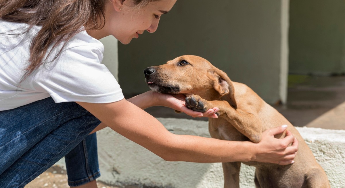 Organizações voltadas à causa animal promovem feira de adoção de cães e ...