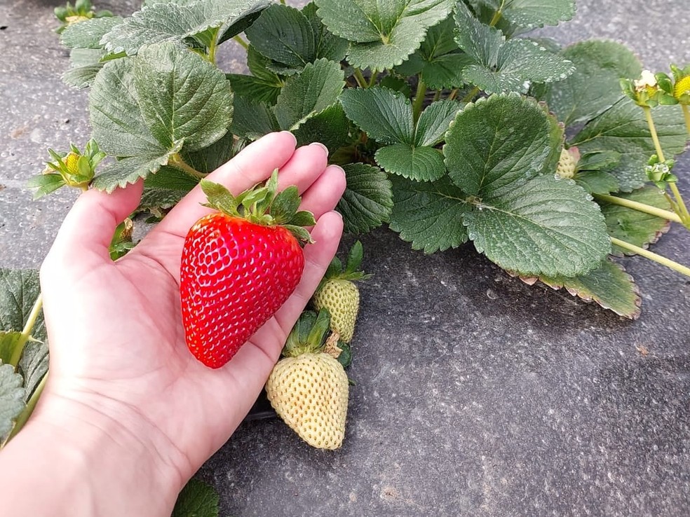 Como Sao As Mudas De Morango Produção De Morangos Da Chapada