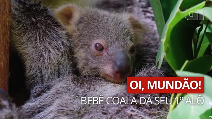 Coala Recem Nascido Cuidados Com O Bebê Koala Os Copos De Enfermagem