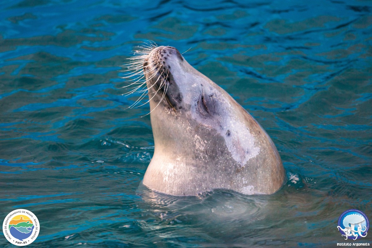 FOTOS: Foca resgatada debilitada é devolvida ao mar após três meses em ...