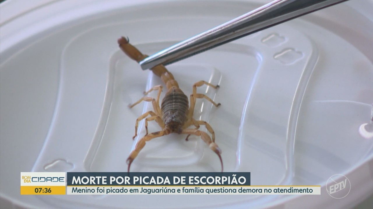 Veja onde tomar soro contra picada de escorpião na região de Campinas