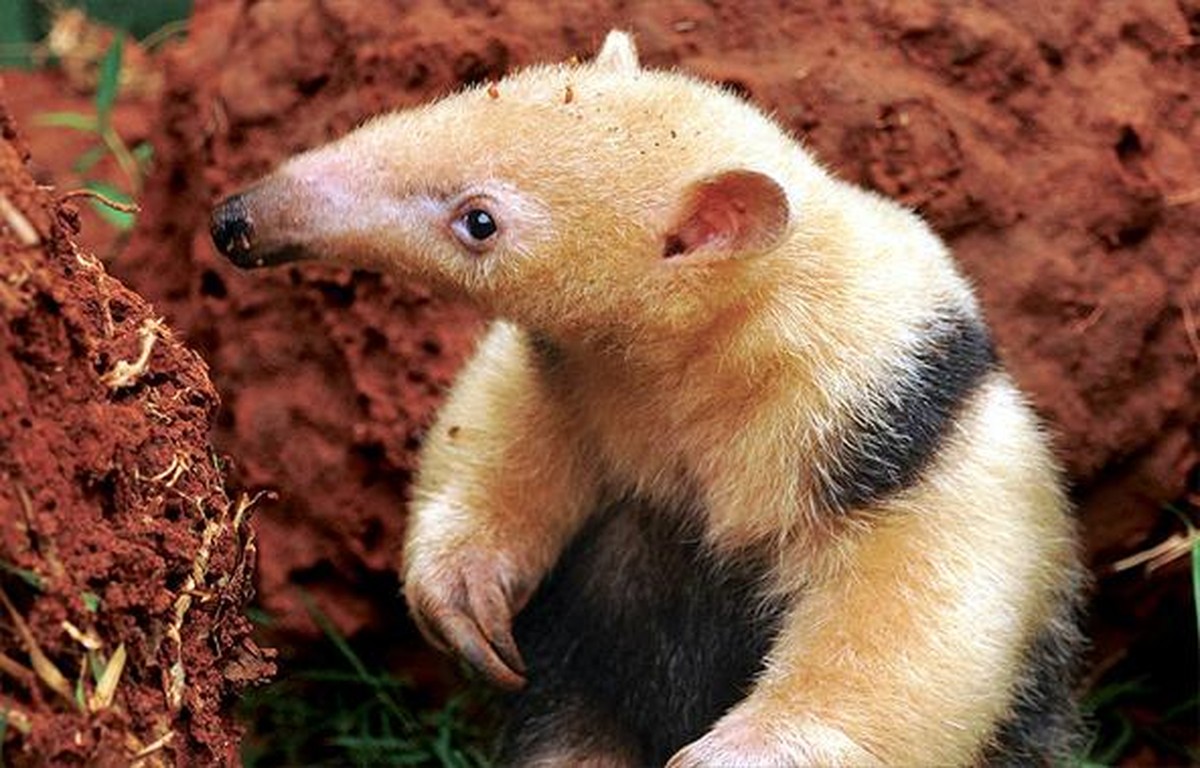 Dia mundial do Tamanduá incentiva a proteção das espécies