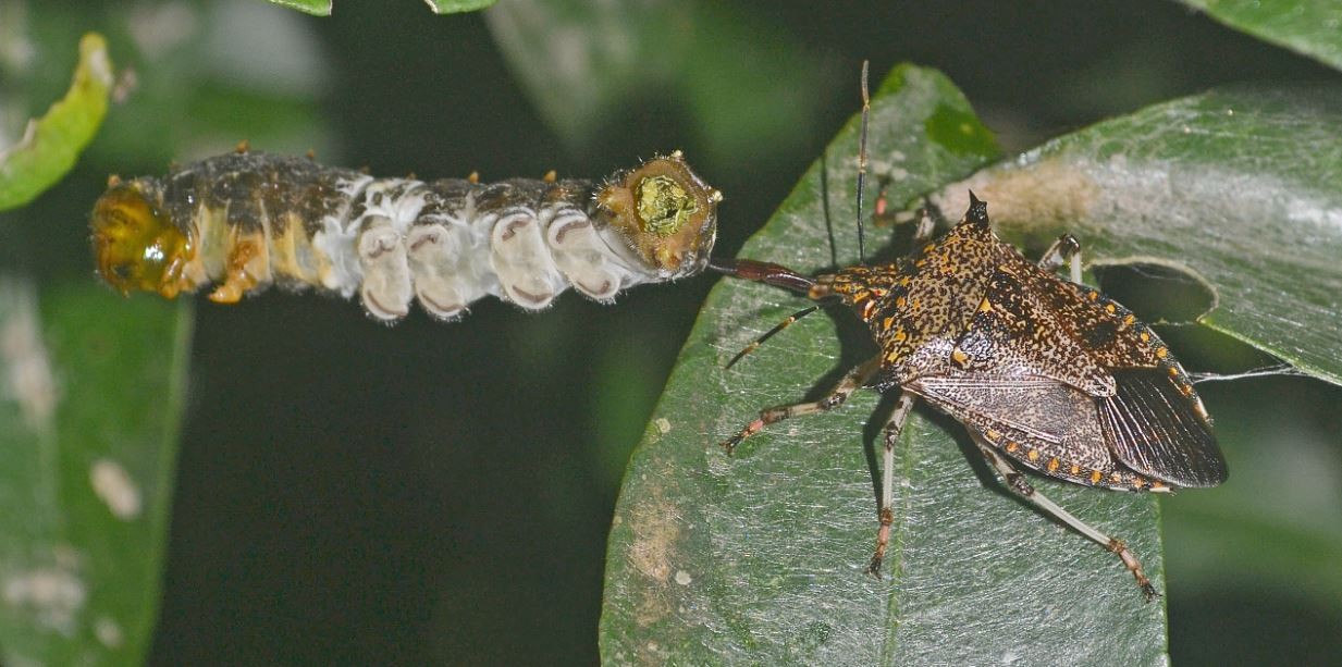 Maria-fedida usa 'perfume' para atrair o parceiro | G1