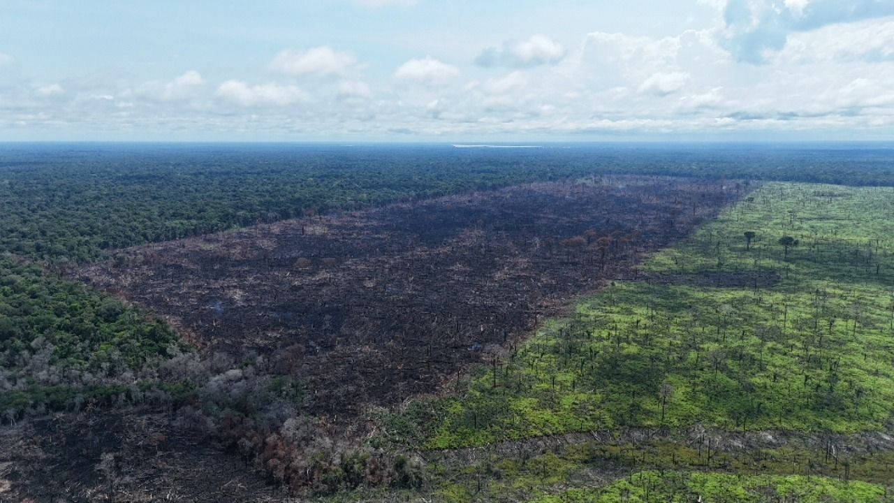 Defeso Florestal no Amazonas: Entenda o período | G1