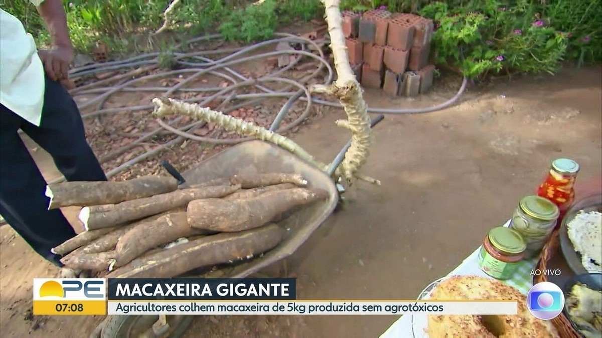 Com cinco quilos, macaxeira gigante surpreende família de agricultores ...