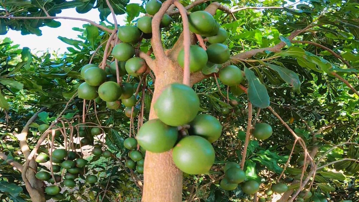 Produtores de macadâmia investem no plantio consorciado | Nosso Campo | G1