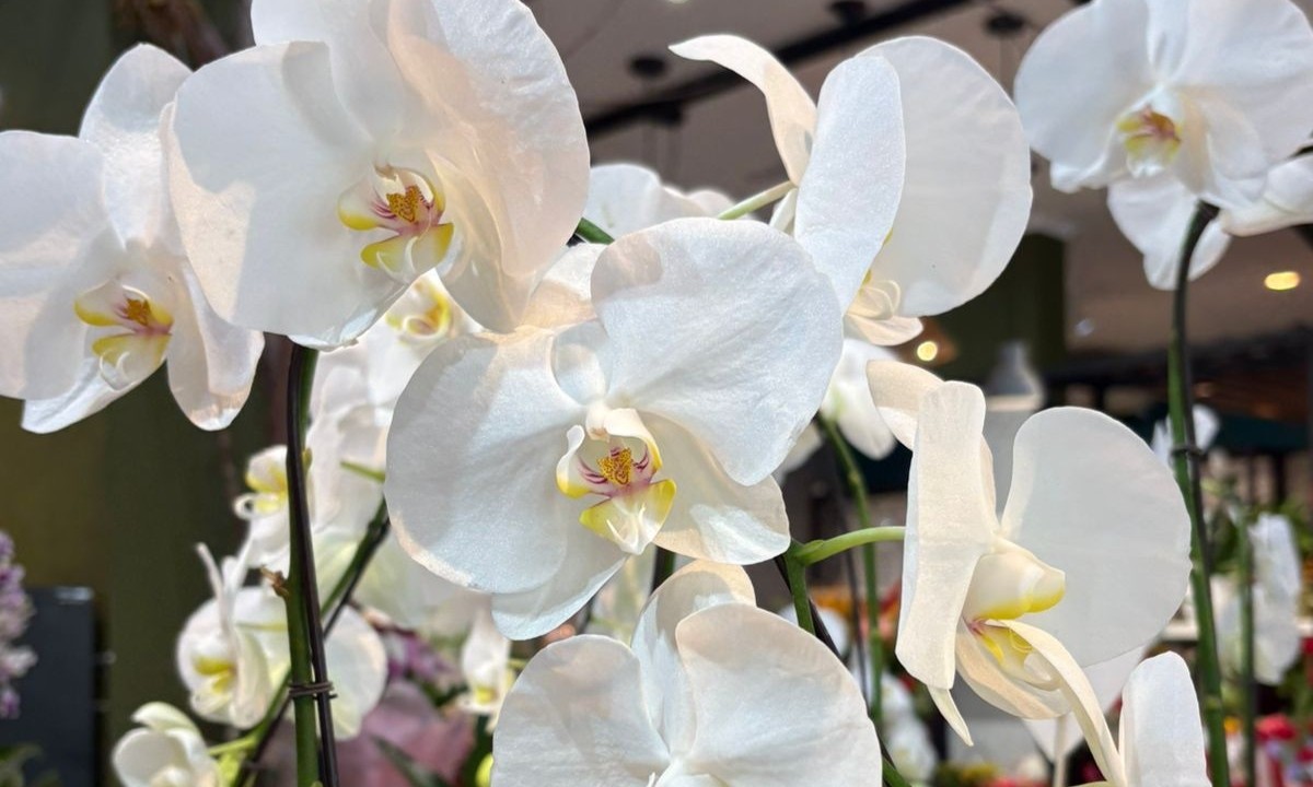Dia dos Namorados: floriculturas em Manaus apostam em tulipas e lírios | G1