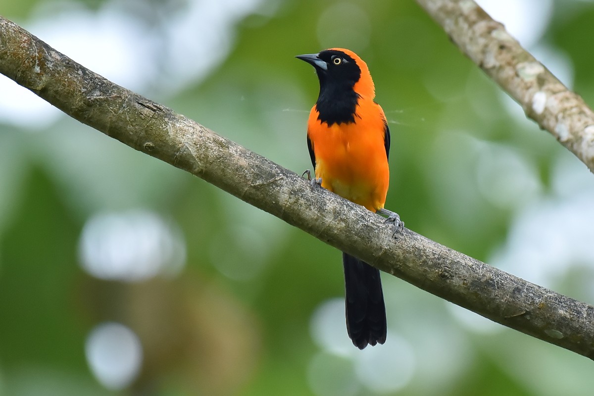 Aves da Amazônia compõem grande parte do acervo de fotógrafo de natureza