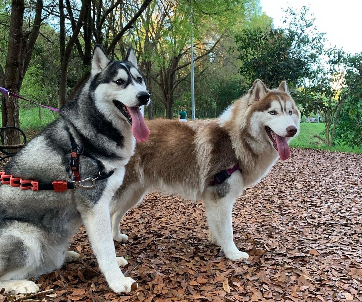 Cães blogueiros: huskies siberianos fazem sucesso na web com rotina ...