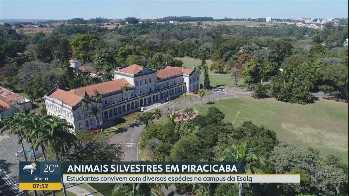 USP lança guia de convivência com animais silvestres no campus da Esalq ...