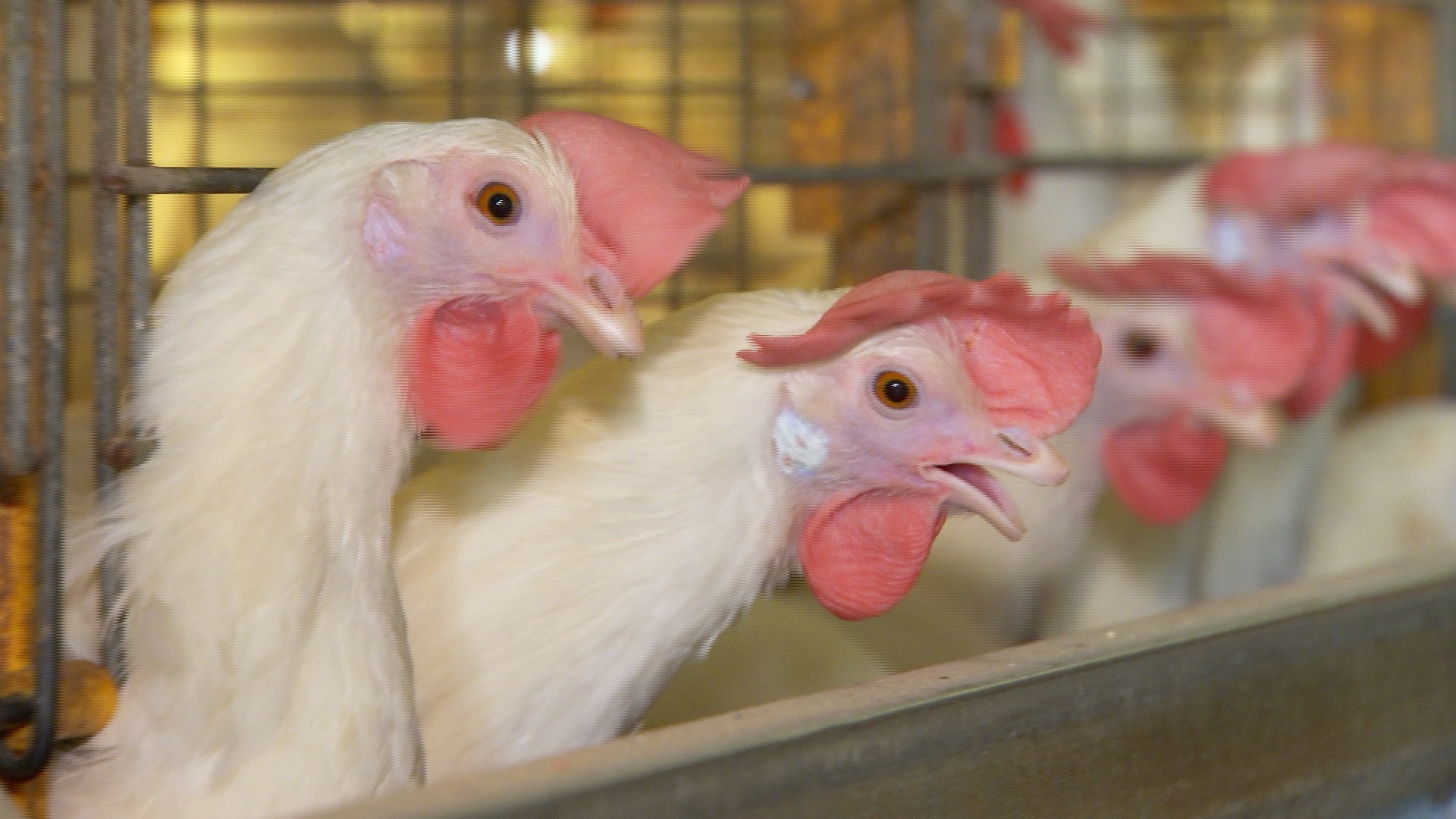 Agricultura suspende feiras com aglomeração de aves para evitar gripe ...