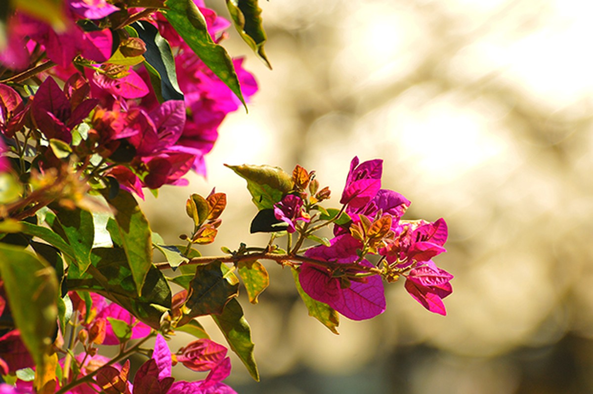 Pense Em Fotos De Primavera Conheça As 5 Cores Que Chegam Para A