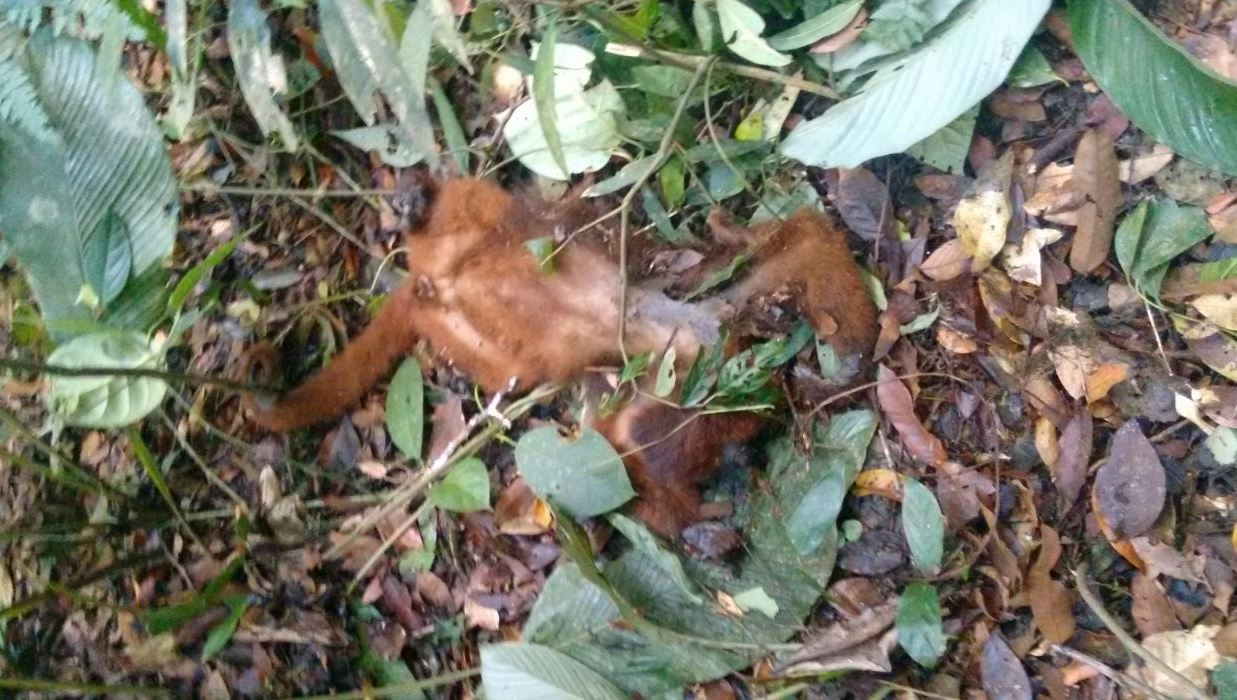 Vigilância em Saúde de Oriximiná emite alerta de risco por suspeita de ...