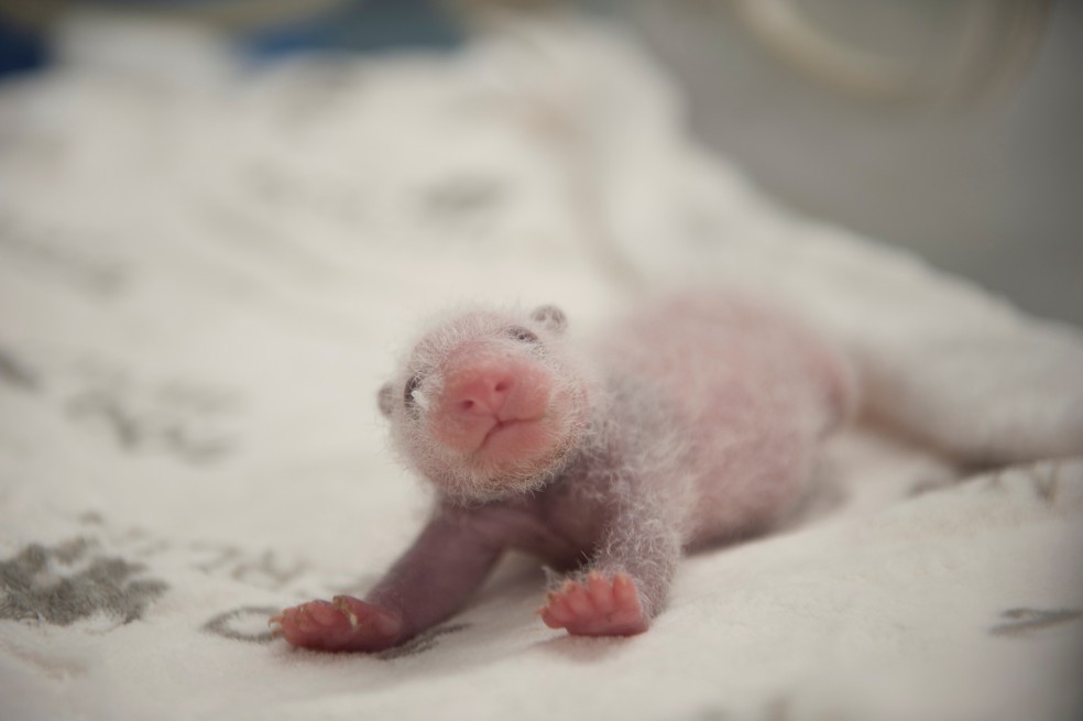 Filhotes De Panda Gigante Dormindo