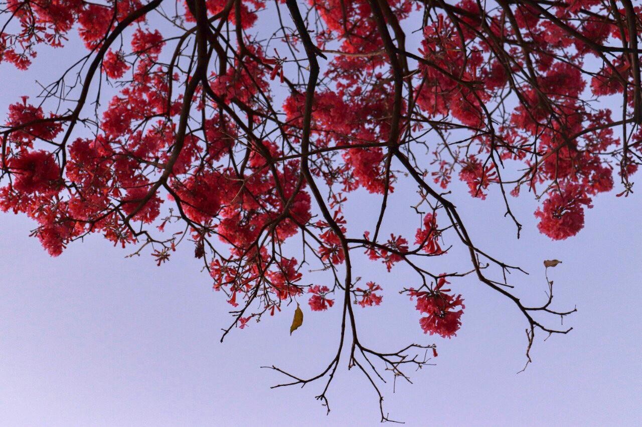 Ipê-rosa: entenda o significado e a importância da árvore que colore as ...