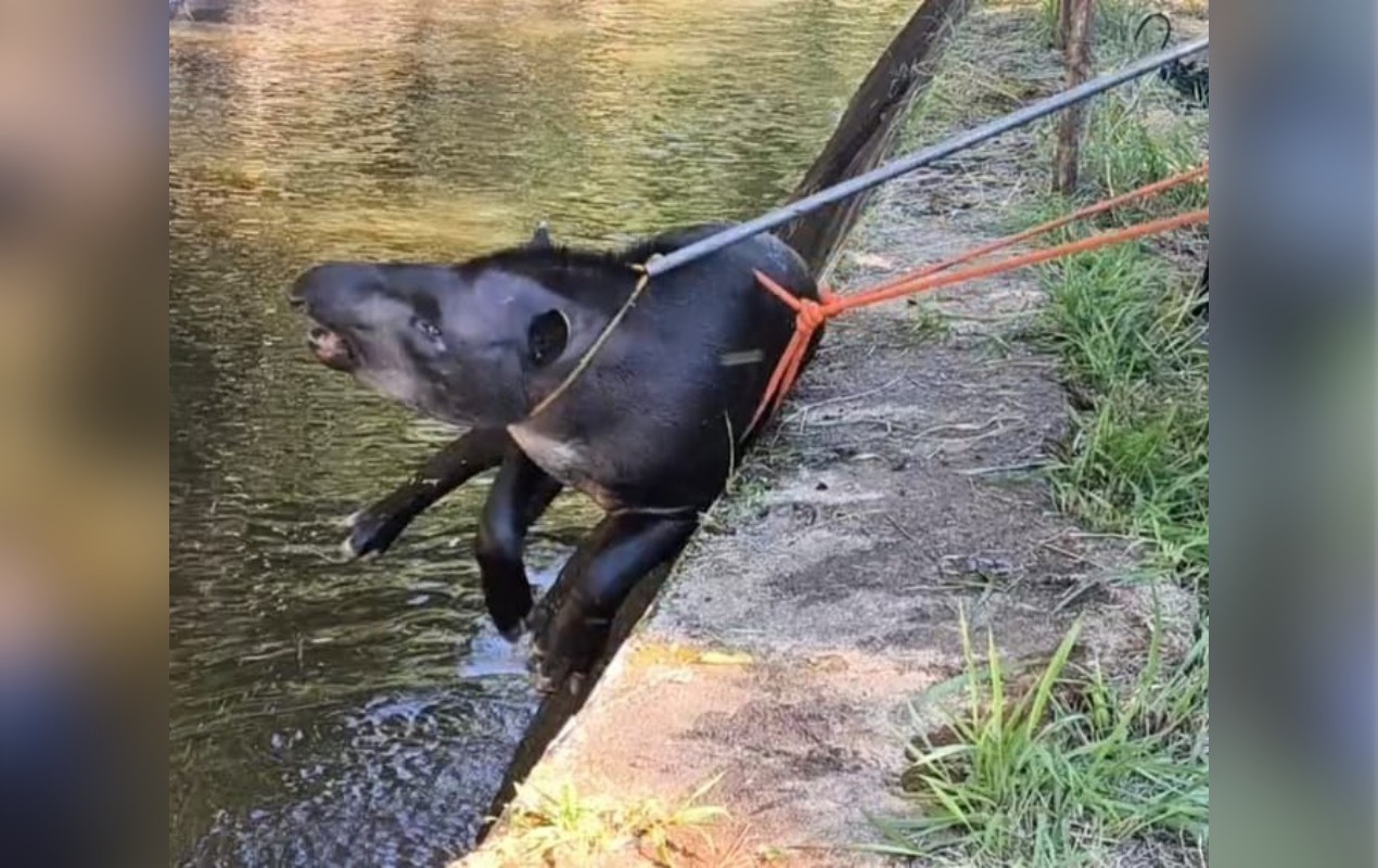 Anta é resgatada após cair em estrutura de hidrelétrica | G1