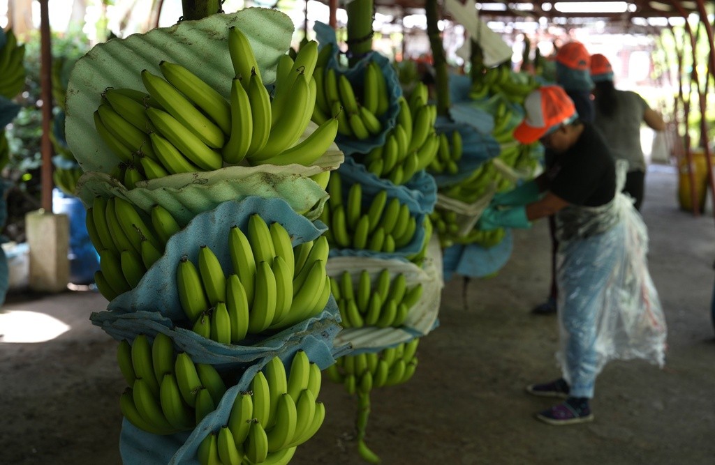 Cartéis de drogas exploram a indústria da banana para transportar ...