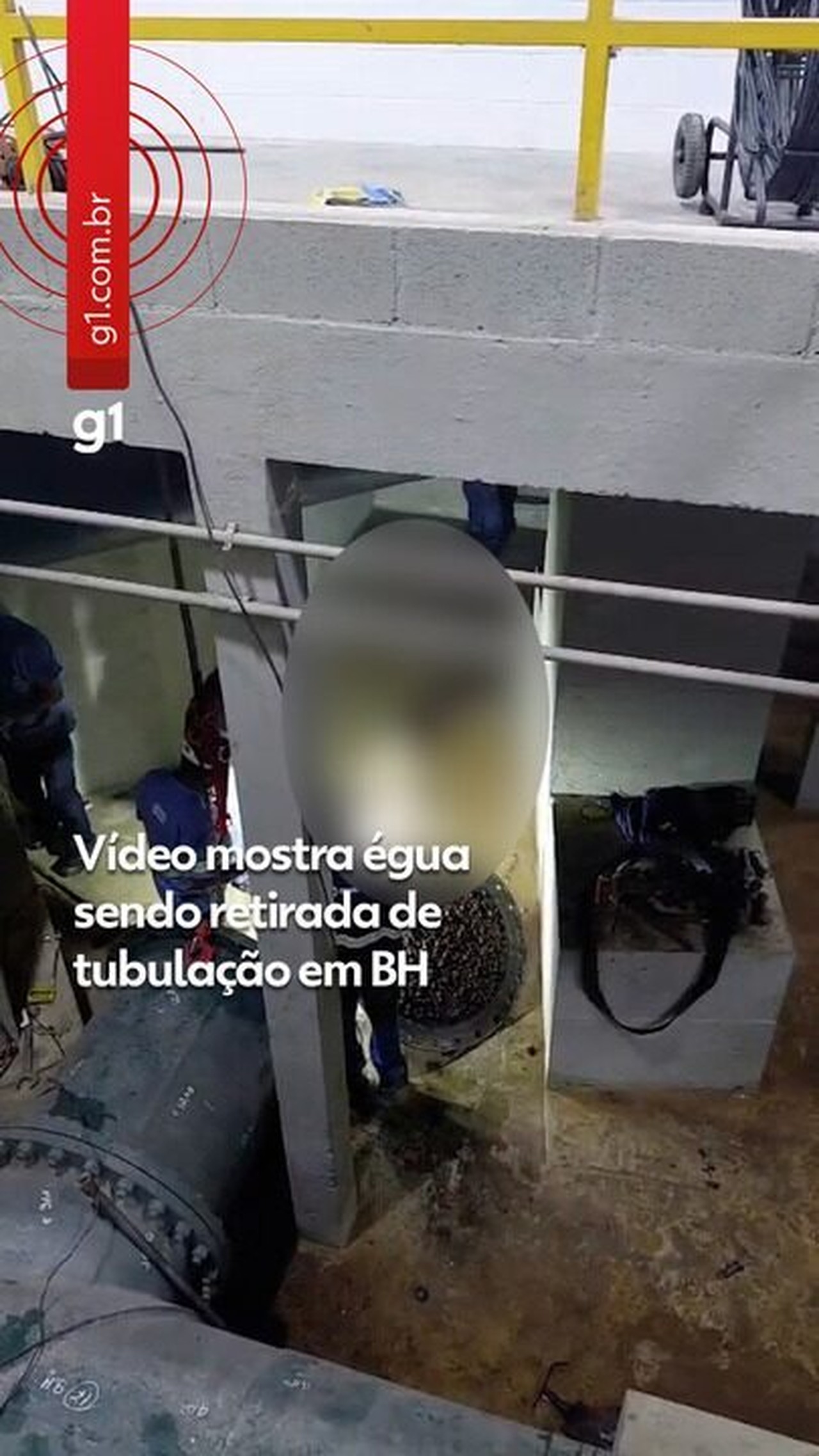 Vídeo mostra resgate de égua em adutora da Copasa, em BH; saiba mais | G1
