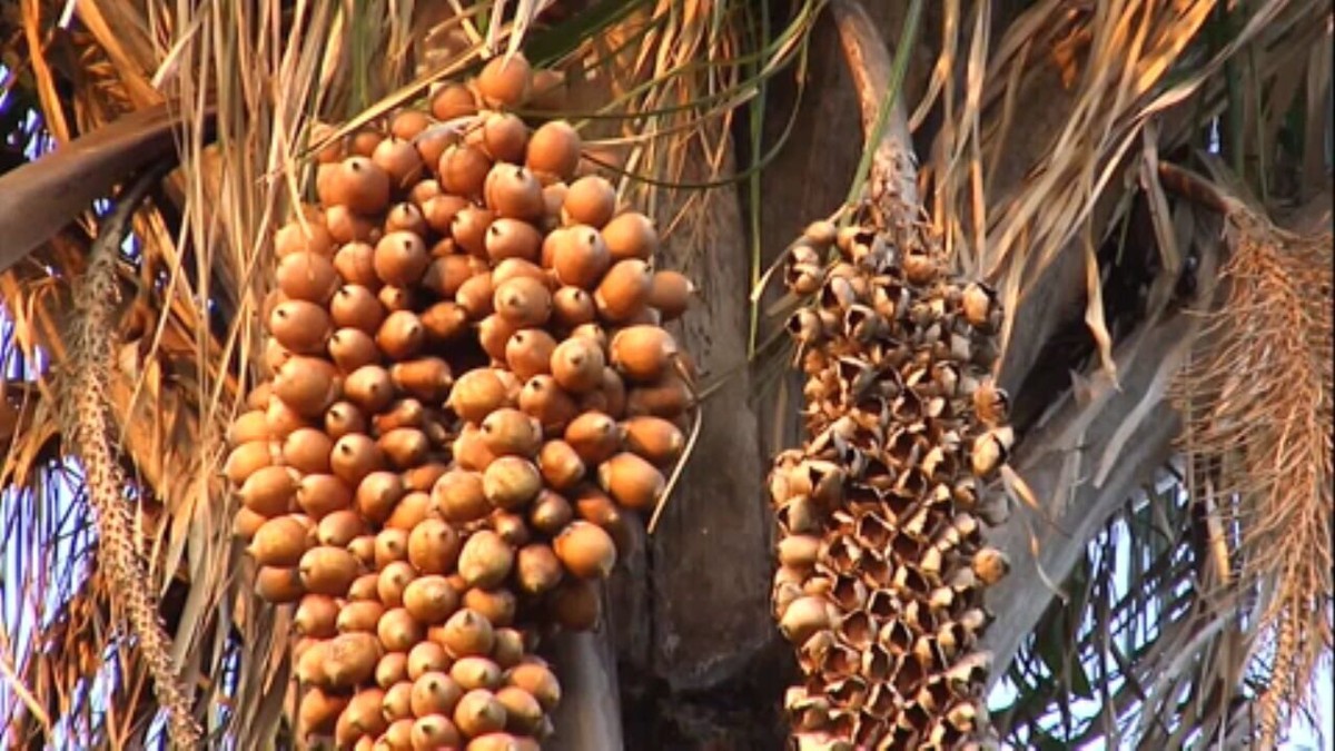 Quebradeiras de coco babaçu no Maranhão propõem parceria com ...