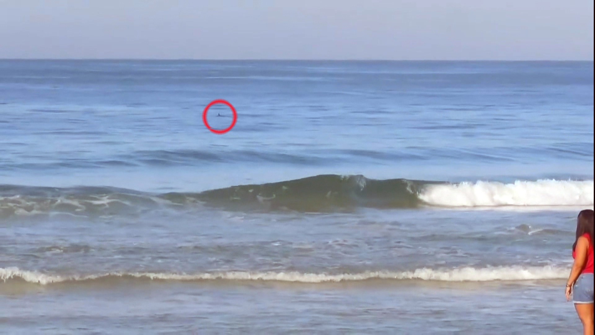 Biólogo fala sobre tubarões vistos no litoral do RJ | G1