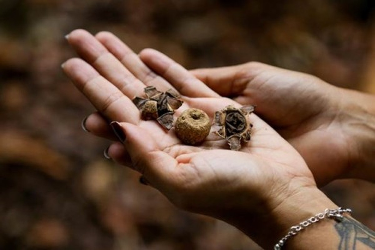 Pesquisadores identificam 17 novas espécies de cogumelos na Amazônia ...