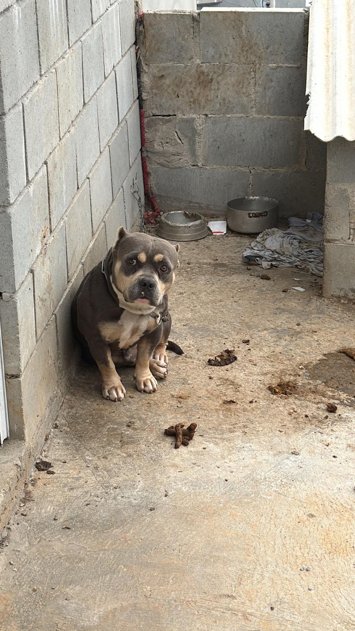Cachorro mantido acorrentado e sem água é resgatado e tutor é preso por ...