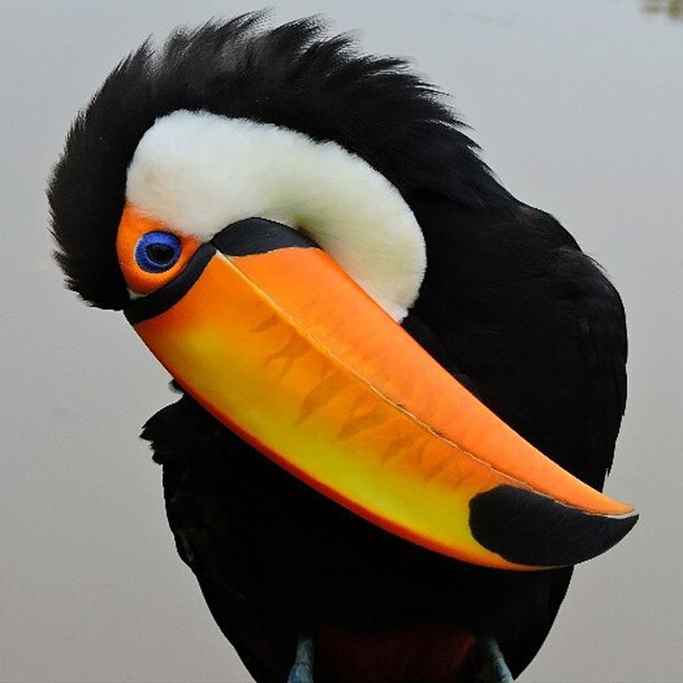 Cadeia Alimentar Do Tucano
