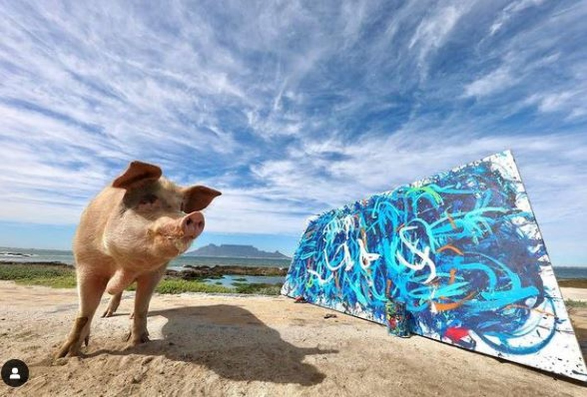 Porca conhecida 'Pigcasso' pinta quadros com a boca e fatura mais de R ...
