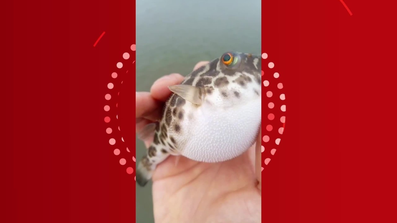 Conheça o peixe -balão da Amazônia | G1