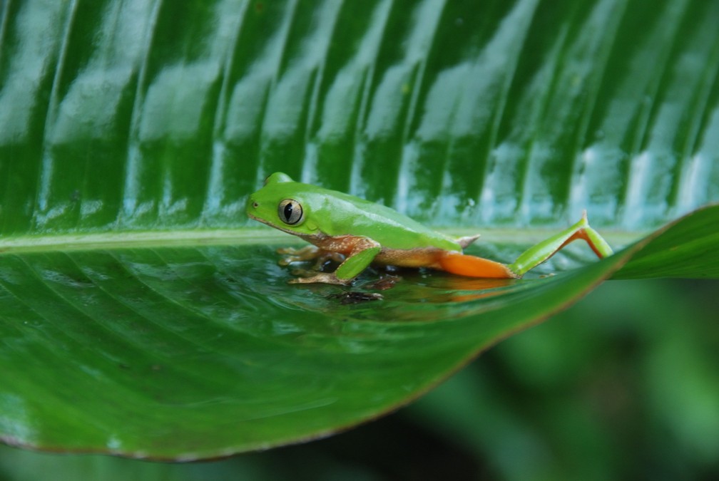 Pererecas Verdes Litoria Aurea – Wikipédia, A Enciclopédia Livre