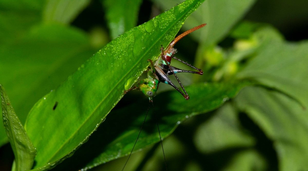 Expedição em unidade de conservação descobre novas espécies de insetos ...