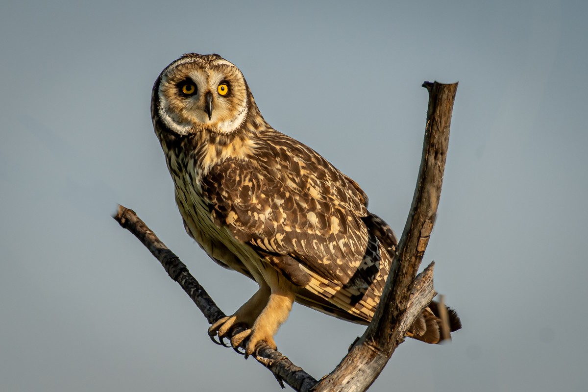 Mocho-dos-banhados: a coruja que atrai observadores por onde aparece ...
