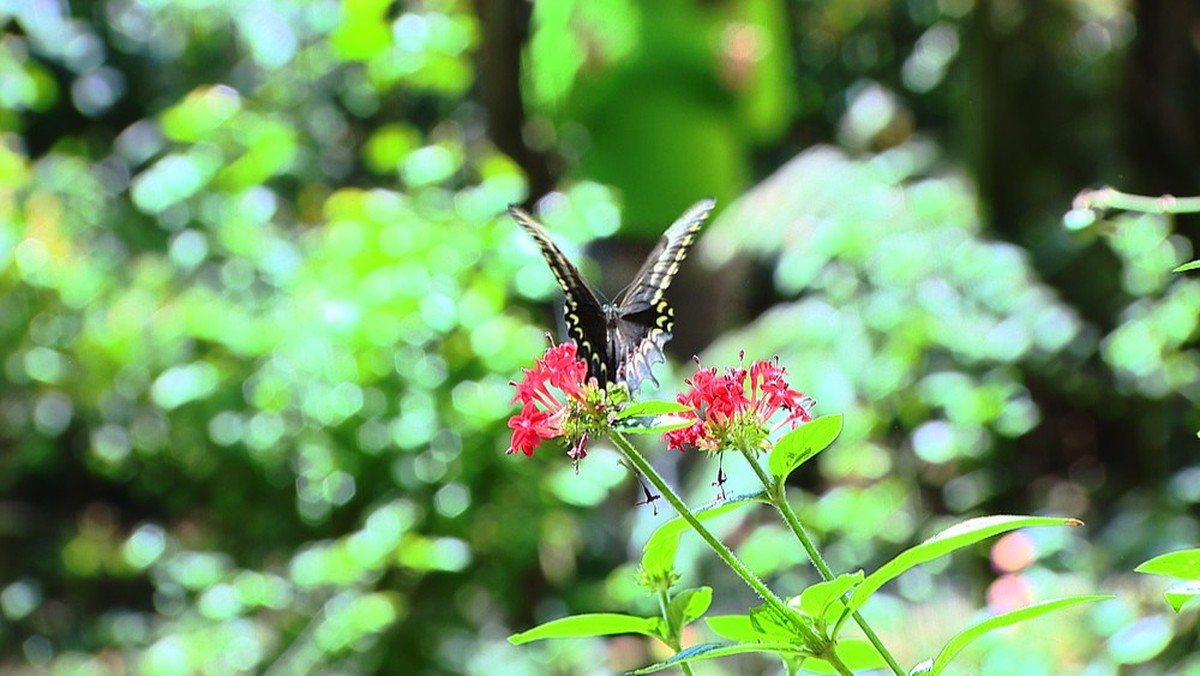 Projeto Mata Santa Genebra abre inscrições para Grupo de Fotógrafos da ...