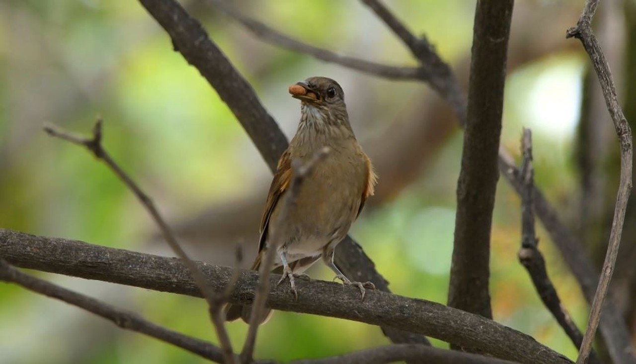 Ninho de sabiá em semáforo e aventura na Mata Santa Genebra: assista ao ...