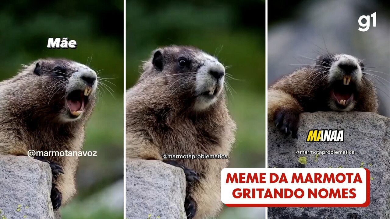 Marmota gritando nomes: meme com milhões de visualizações faz ...