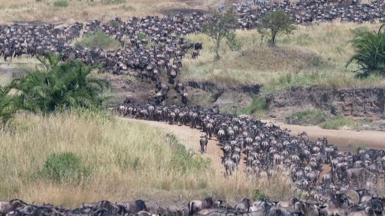 Globo Repórter registra a grande migração dos gnus, na Tanzânia | G1