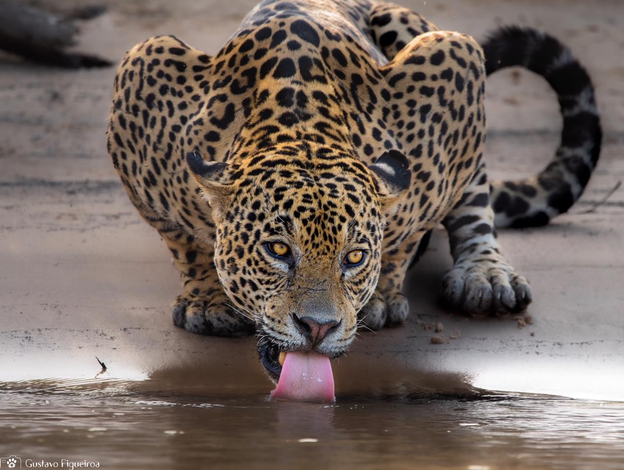 Dia Do Pantanal Maior Planície Inundável Do Mundo é Destruída Por
