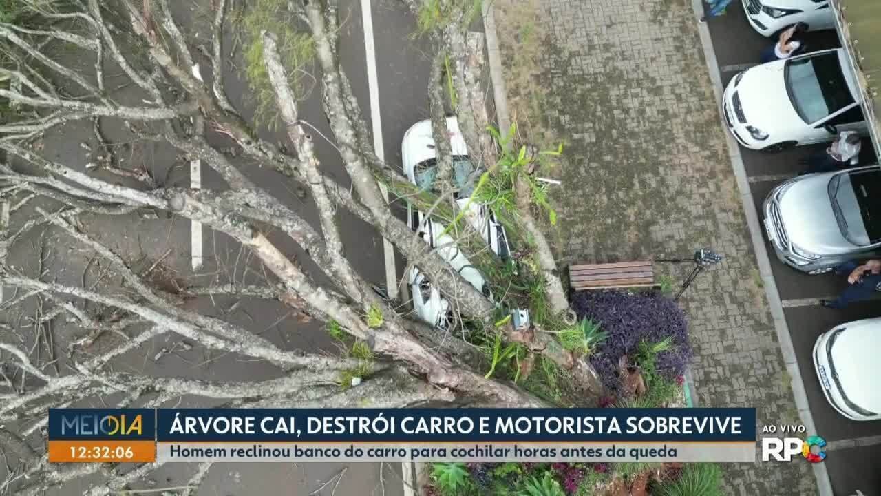 Árvore de grande porte cai sobre carro no PR e motorista sai ileso por estar com assento ...