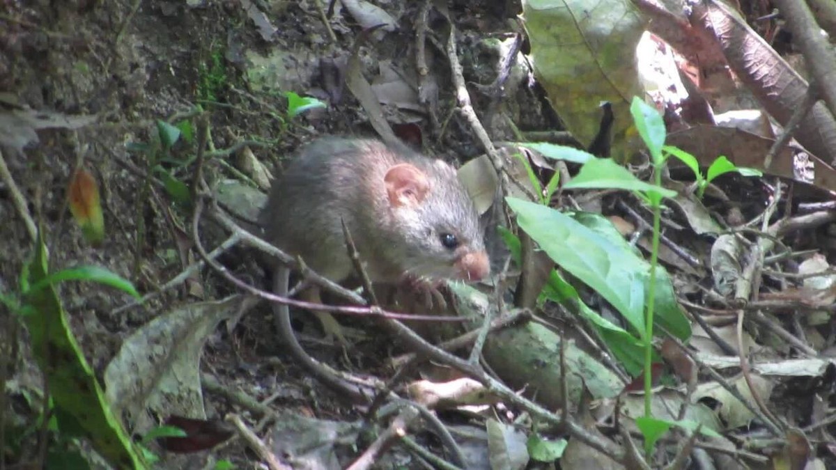 Primeira filmagem de rato-do-mato em ambiente natural é feita em Capão ...