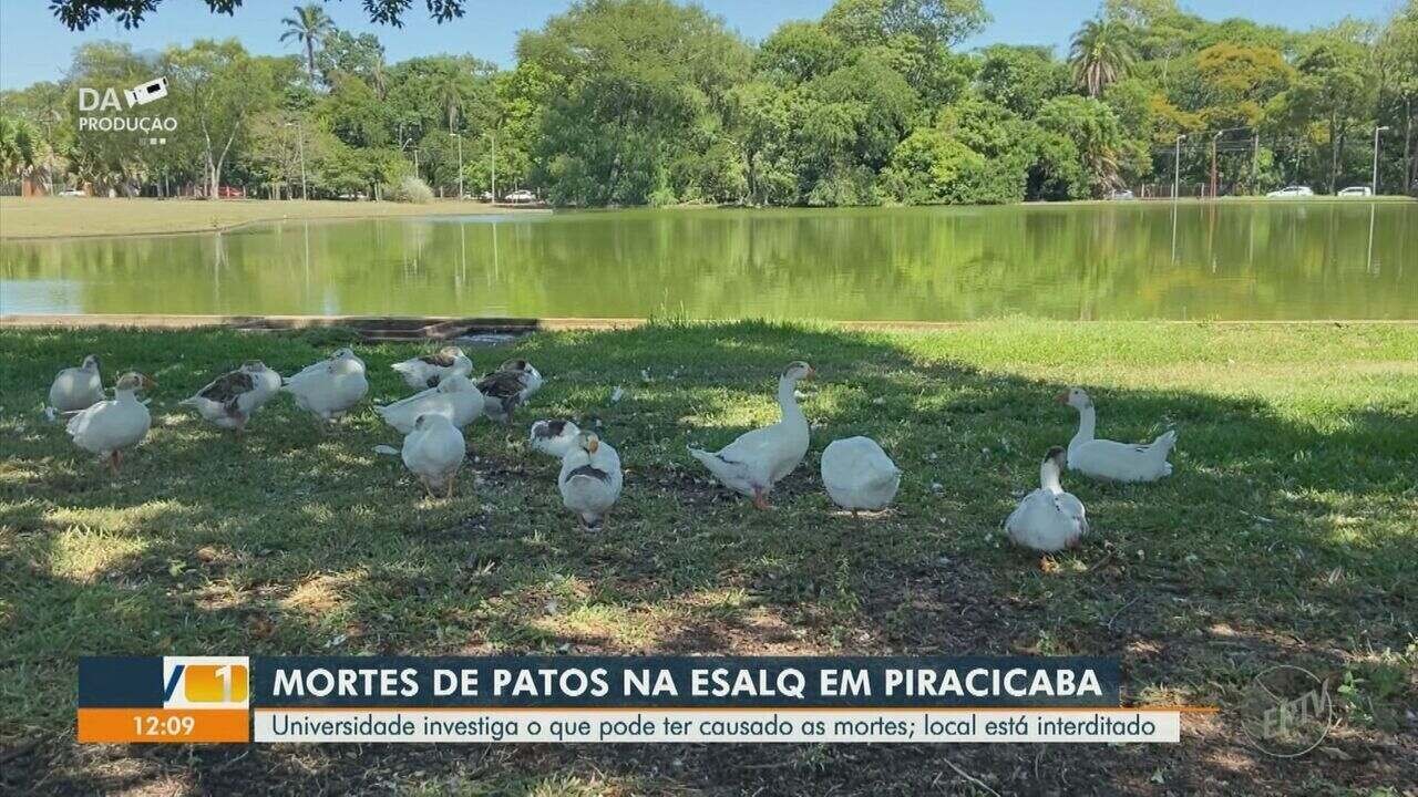 Após morte de 20 patos em dez dias, Esalq em Piracicaba restringe ...