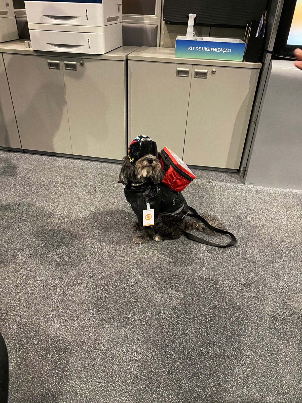 Bichos na Escuta #55: conheça Ruby Fofa, a cadela que faz entregas com ...